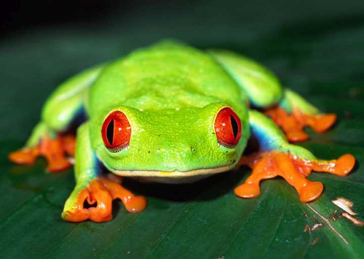 Red-Eyed Tree Frogs - Costa Rica Red-Eyed Tree Frogs - Costa Rica