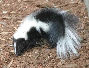 Skunks - Costa Rica