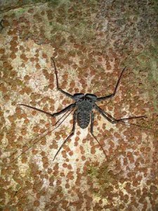 Tailless Whip Scorpions in Costa Rica