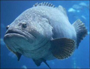 The Grouper - Costa Rica