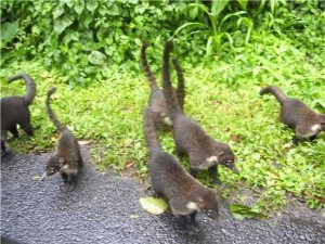 Coati Of Costa Rica - Costa Rica