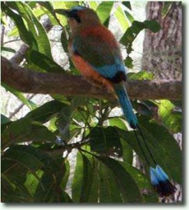 Motmot - Costa Rica