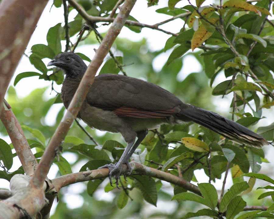 Chachalaca - Costa Rica