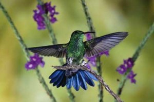 Hummingbirds - Costa Rica